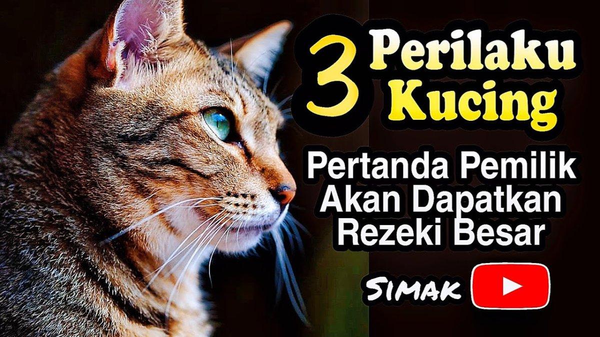 5 Tanda dari Kucing yang Menunjukkan Pemiliknya Akan Kaya Raya, Salah ...