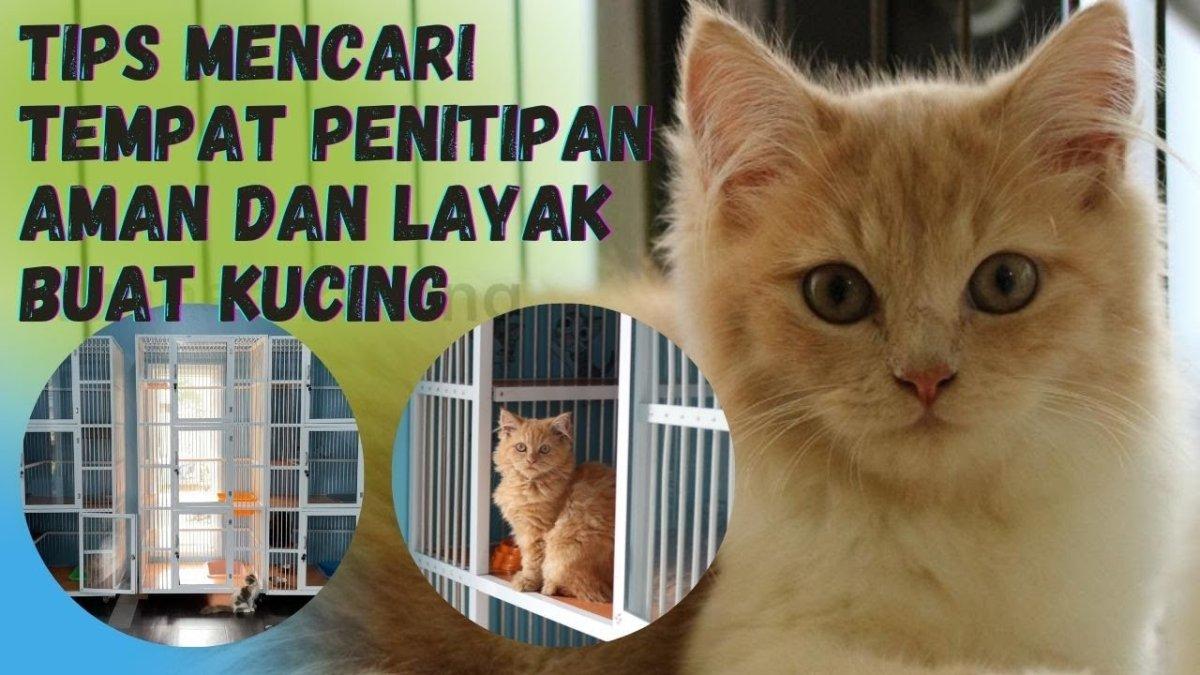 5 Cara Memilih Tempat Penitipan Kucing Selama Mudik Lebaran, Jangan ...