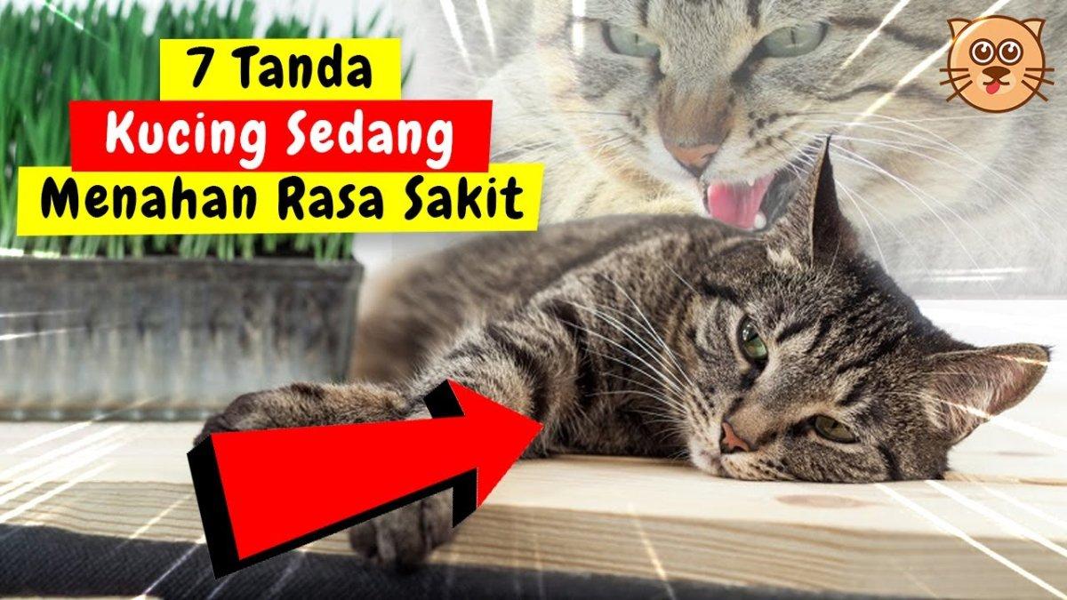 5 Tanda-tanda Kucing Peliharaan Sakit, Kenali Gejalanya Sebelum ...