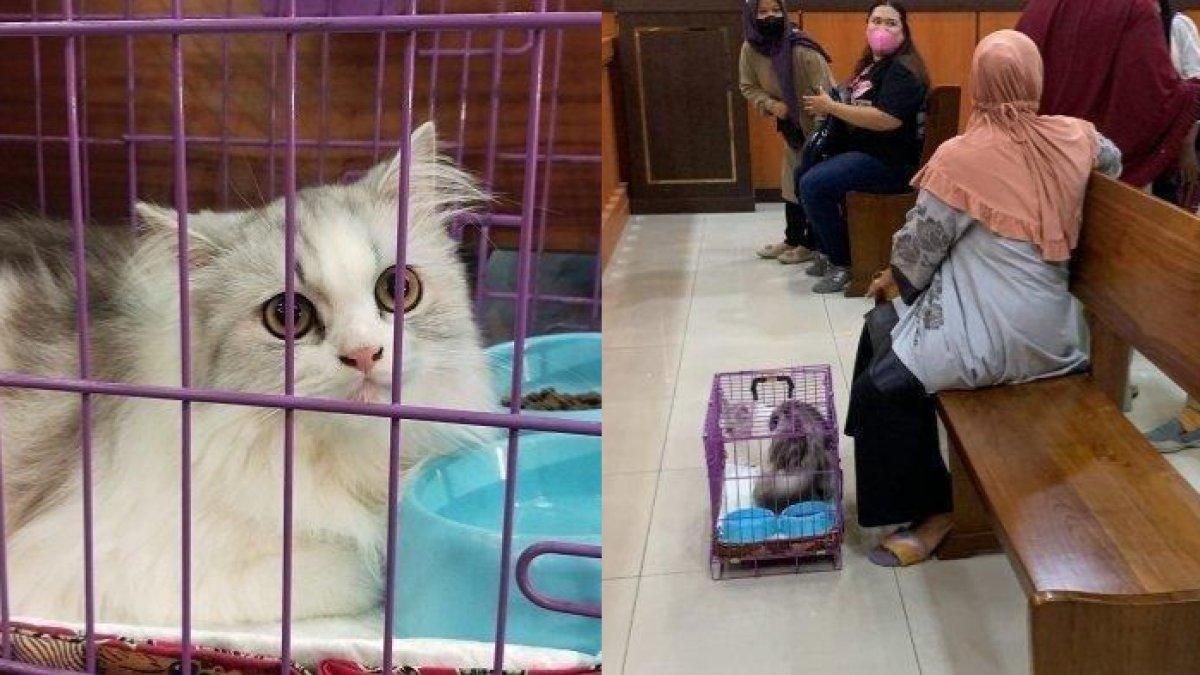 POLOSNYA Flo, Kucing yang Dicekoki Miras oleh 3 Wanita di Padang, Ikut ...