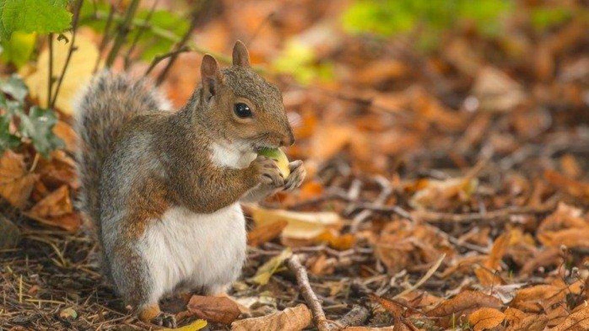 Pantas Tupai ini Bisa Bikin Kota Gelap Gulita Selama 2 Hari, Terungkap ...