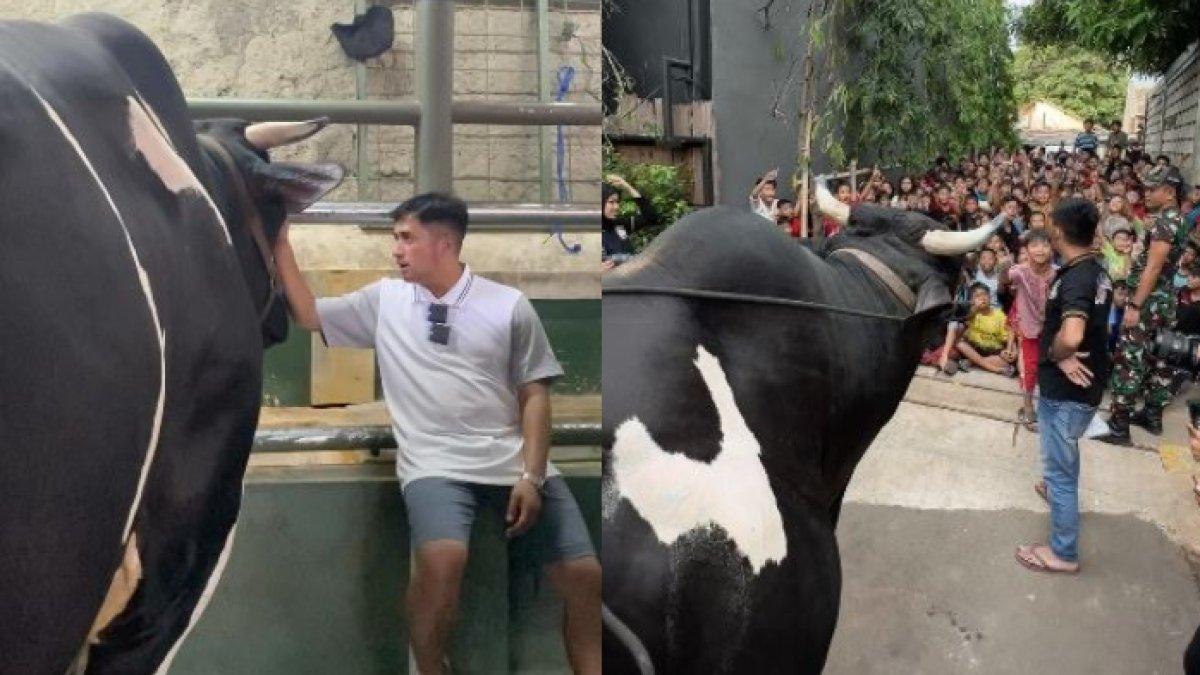 7 Fakta Unik Sapi Kurban Irfan Hakim, Diberi Nama Unik, Diajak Deep ...