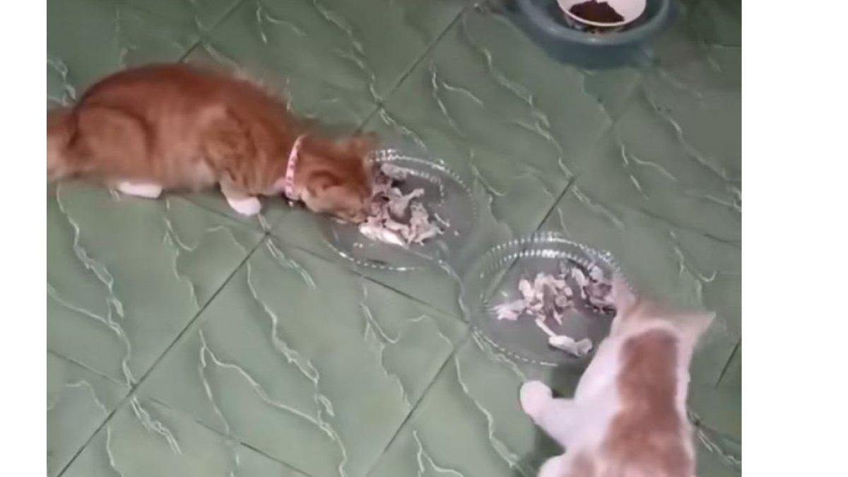 ANEH Tapi Nyata, Kisah Kucing Betina Murung hingga Tak Nafsu Makan saat ...