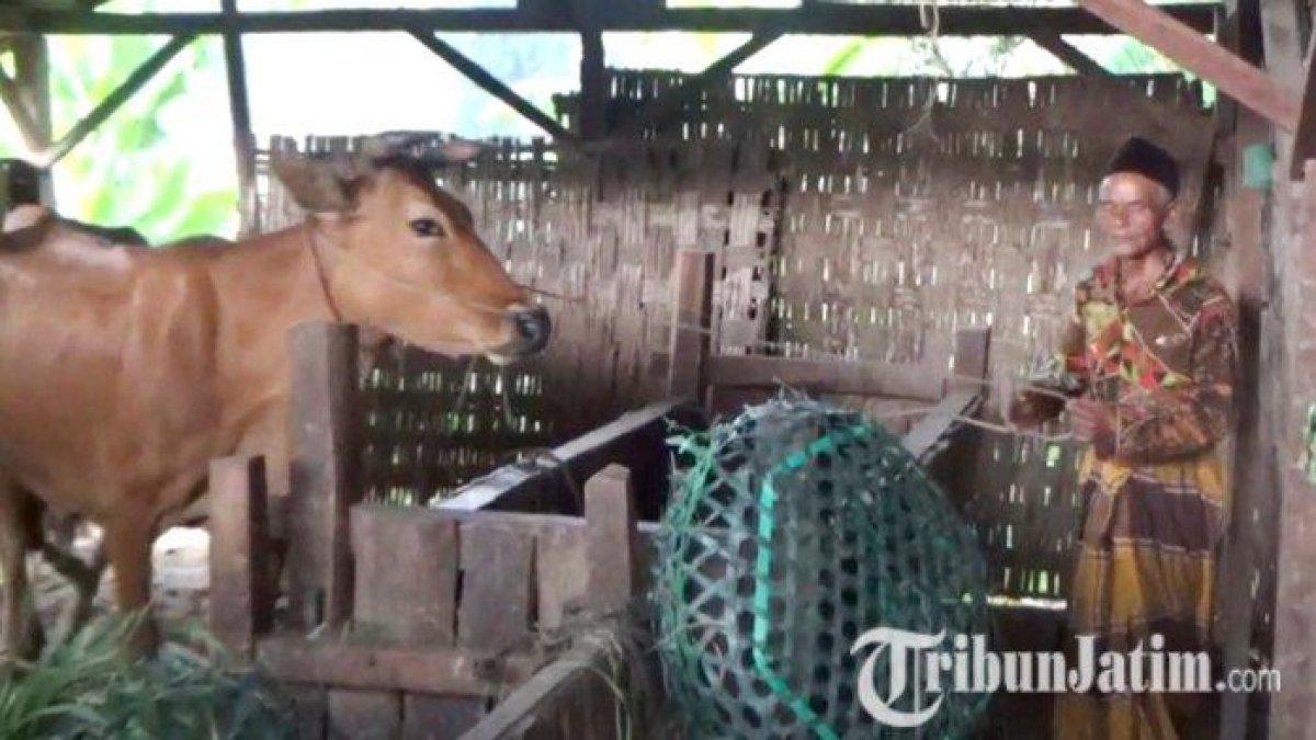 Kisah Kakek Taram Asal Bangkalan Madura, Pengembala Sapi Naik Haji di ... Kisah Kakek Taram Asal Bangkalan Madura, Pengembala Sapi Naik Haji di ...