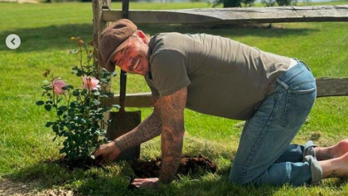 5 Potret David Beckham Hidup di Desa Jadi Petani Tampan, Mahir Ternak ...