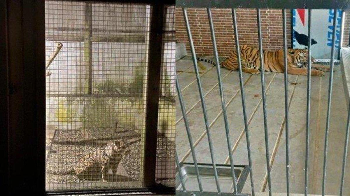 NGERI Selain Harimau, Majikan di Samarinda Juga Punya Peliharaan Macan ...