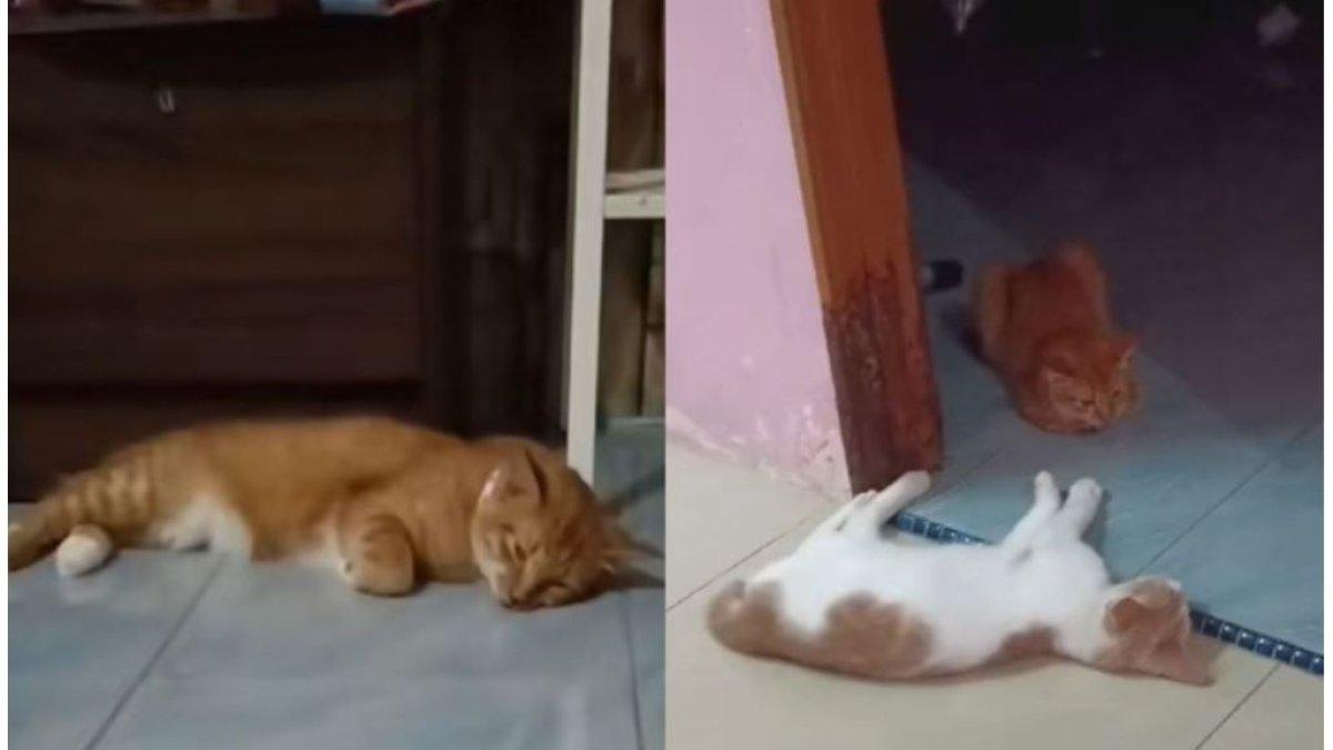 ANEH Tapi Nyata, Kisah Kucing Betina Murung hingga Tak Nafsu Makan saat ...