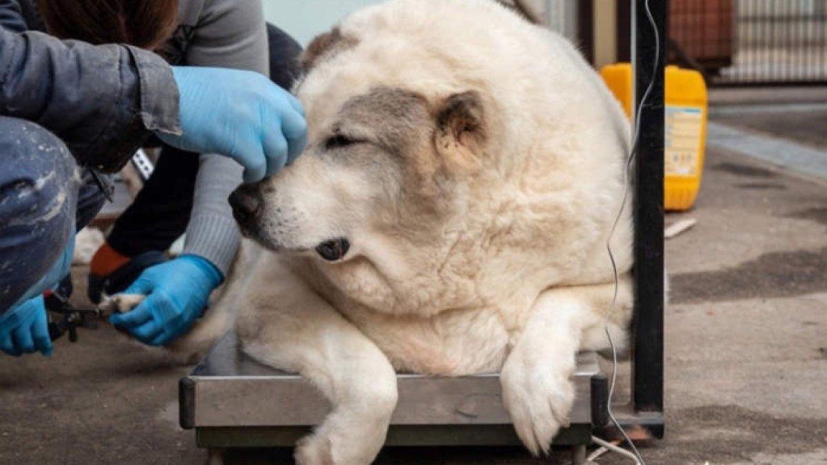VIRAL Anjing Liar Seberat 100 Kg, tak Bisa Gerakkan Badannya Hingga ... VIRAL Anjing Liar Seberat 100 Kg, tak Bisa Gerakkan Badannya Hingga ...