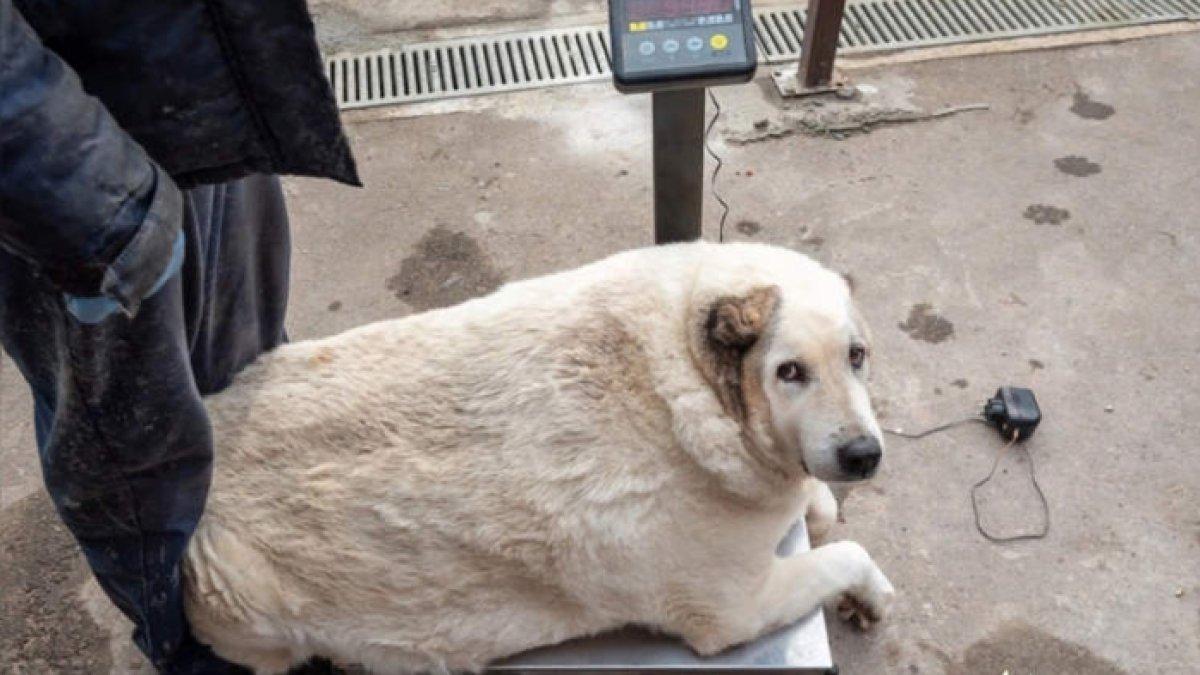 HEBOH Anjing Liar Obesitas Seberat 100 Kg, Nyaris Tak Bisa Berdiri ... HEBOH Anjing Liar Obesitas Seberat 100 Kg, Nyaris Tak Bisa Berdiri ...