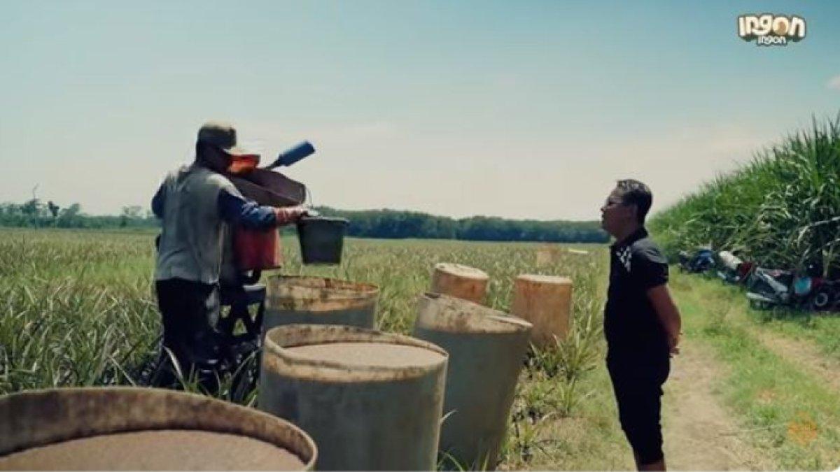 Kisah Pria Lulusan SMP Jadi Kaya Berkat Ternak, Punya 500 Sapi dan ...