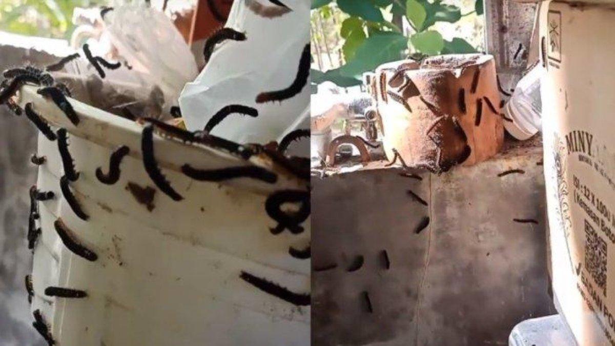 Awas Merinding! Ribuan Ulat Pohon Jati Serbu Rumah Warga di Wonogiri ...