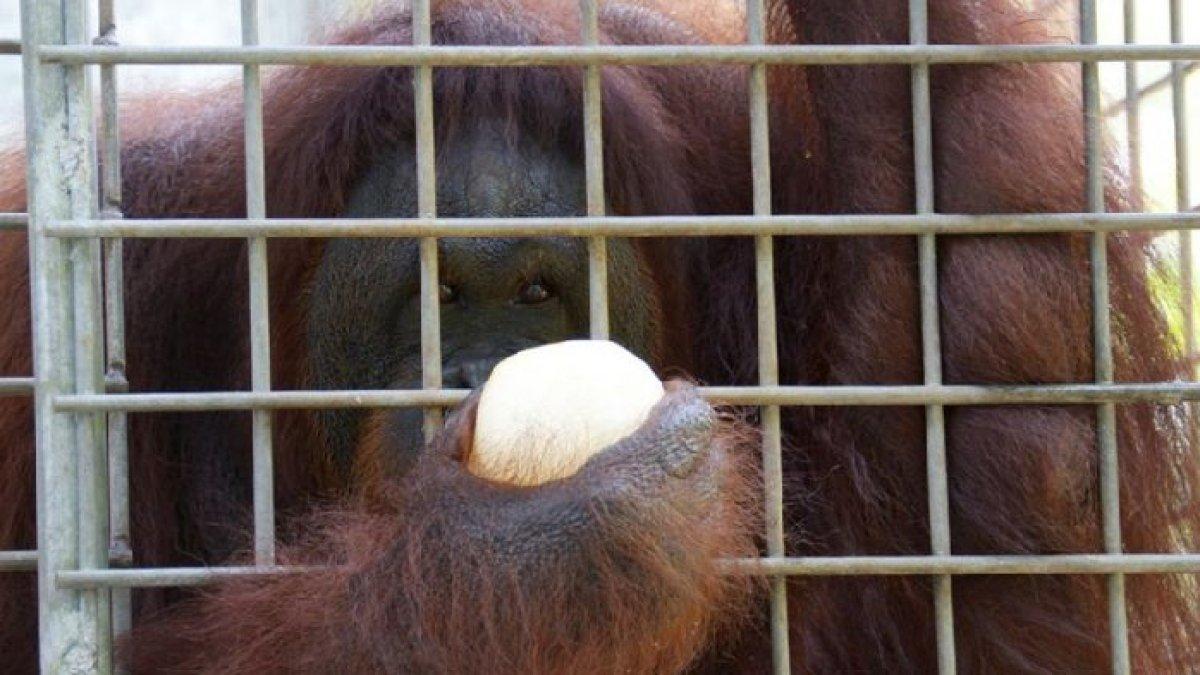 NASIB Pony, Orangutan yang Dijadikan Pelacur di Kalimantan, Jalani ...