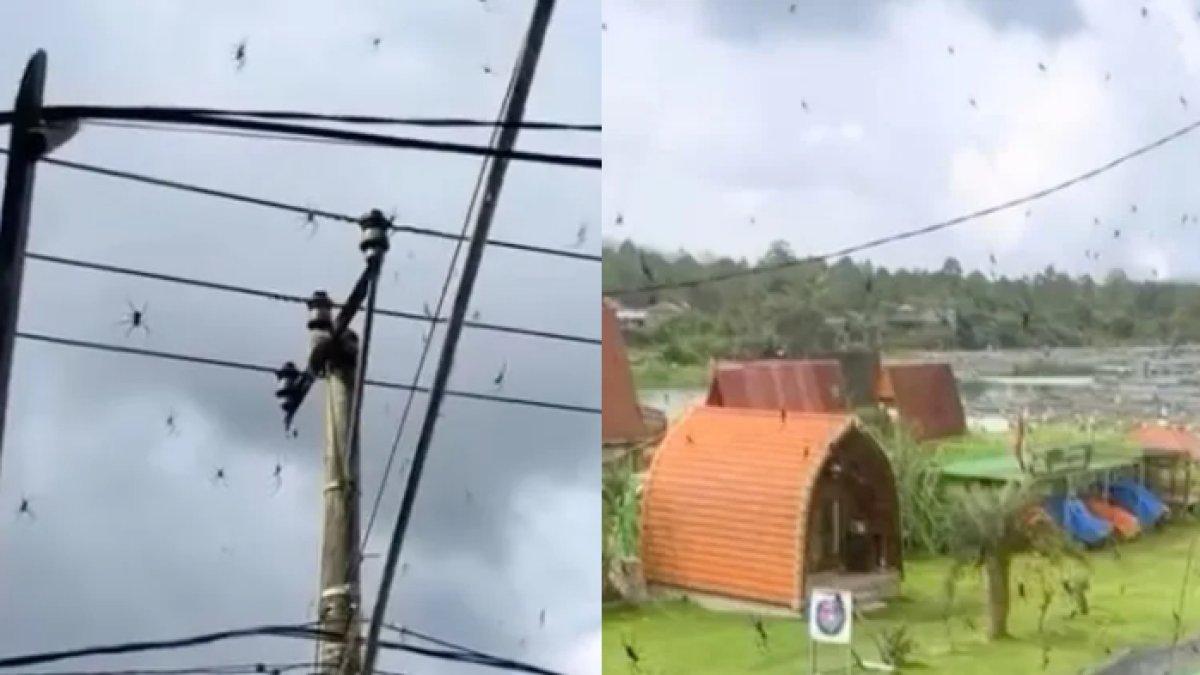 Merinding! Ratusan Laba-laba Serbu Jalanan di Bali, Tiang Listrik jadi ...