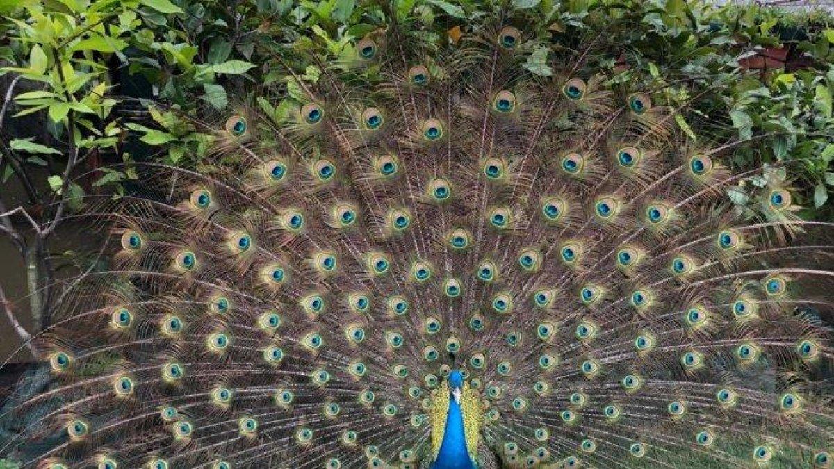 10 TAFSIR dan Arti Mimpi Melihat Burung Merak Terbang, Siap Hadapi ...