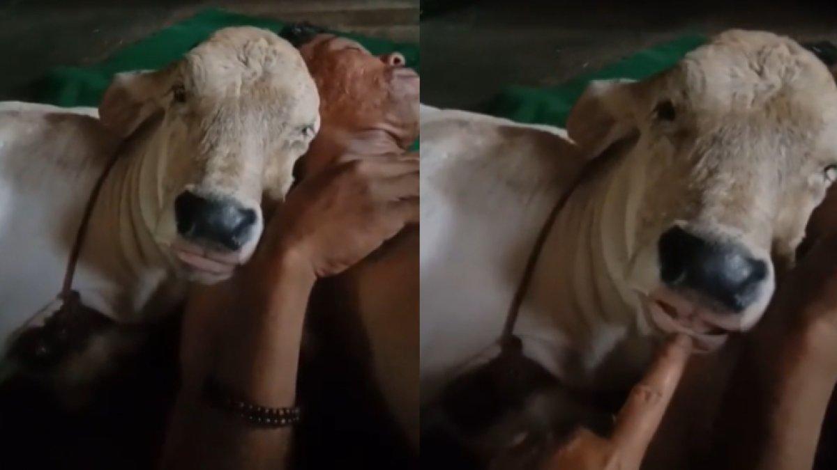 Alih-alih di Kandang, Seekor Sapi di Lumajang Nyantai Bareng Pemilik di Rumah, Bak Keluarga ...