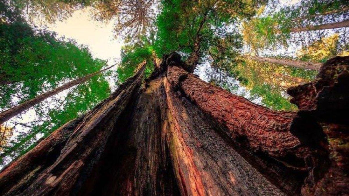 ARTI MIMPI Terjatuh dari Pohon, Ada Pertanda dari Alam Gaib hingga ...