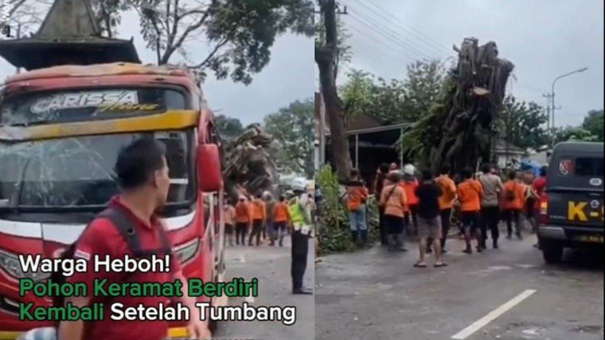 DETIK-DETIK Pohon Beringin Usia 100 Tahun Berdiri Lagi Usai Ditebang ...