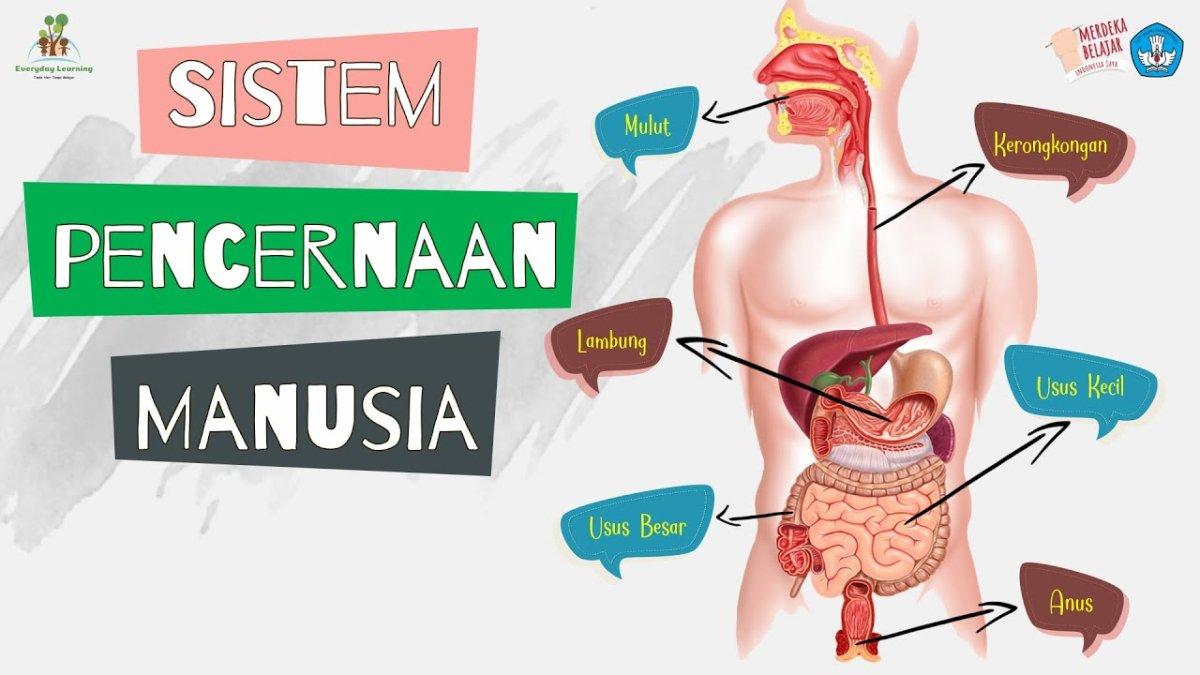 Materi Kelas 4 5 6 SD, Membuat Diagram dari proses Pencernaan Manusia dan Jelaskan Tugas TVRI ...