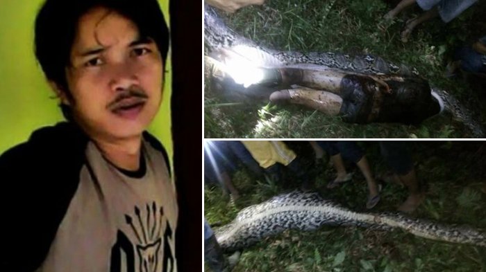 Terharu! Akbar yang Tewas Dilahap Ular Piton Itu Ternyata Petik Sawit ...