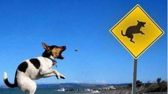 20 Foto Viral Anjing dan Kucing dalam Ekspresi Paling Lucu, Ketika ...
