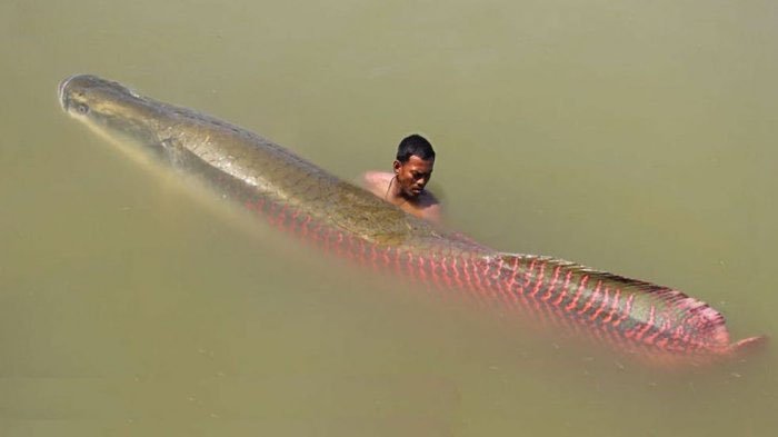 5 Ikan Monster yang Bersemayam di Dasar Sungai, Bandingkan dengan ...