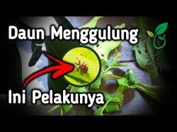 5 Cara Cepat dan Ampuh Mengusir Hama Dari Rumah Kalian Hanya Menggunakan Bumbu Dapur ...