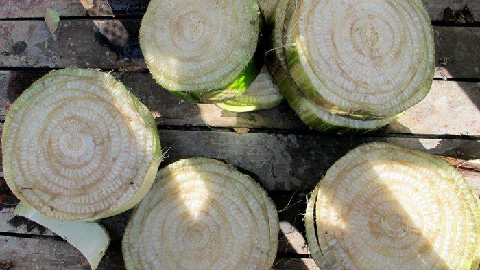 Tak Hanya Buahnya, Ternyata Batang Pohon Pisang Bisa Dimakan dan Punya ...