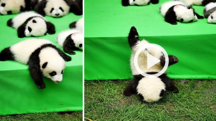 Cuteness Overload! Lihat Bayi-bayi Panda Lucu Ini, Eh Ada Yang Jatuh ...