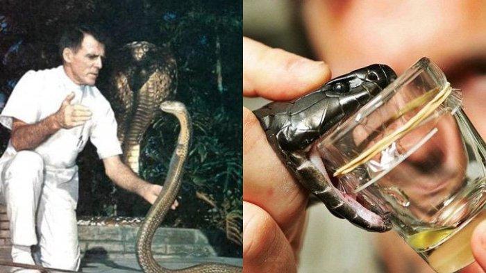 VIRAL, Misteri Pria Kebal Racun Ular, Digigit Hampir 200 Kali Namun Tak ...