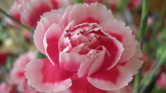 Bukan Hanya untuk Hiasan, 5 Jenis Bunga ini Justru Jadi Bahan Makanan ...