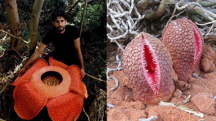 7 Bunga Paling Aneh di Dunia, Rafflesia arnoldii Jadi Nomor Satu ...