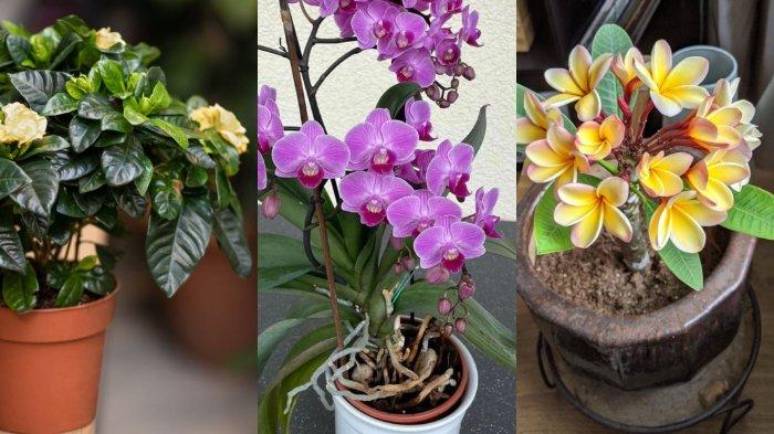 5 Tanaman Bunga Dalam Ruangan yang Bisa Memberi Bau Semerbak Wangi ...