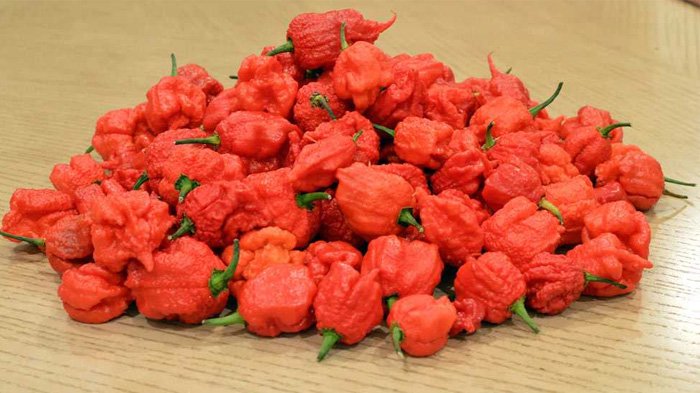 12 Jenis Cabe Paling Pedas di Dunia, Bisa Bikin Lidahmu Panas Seperti ...