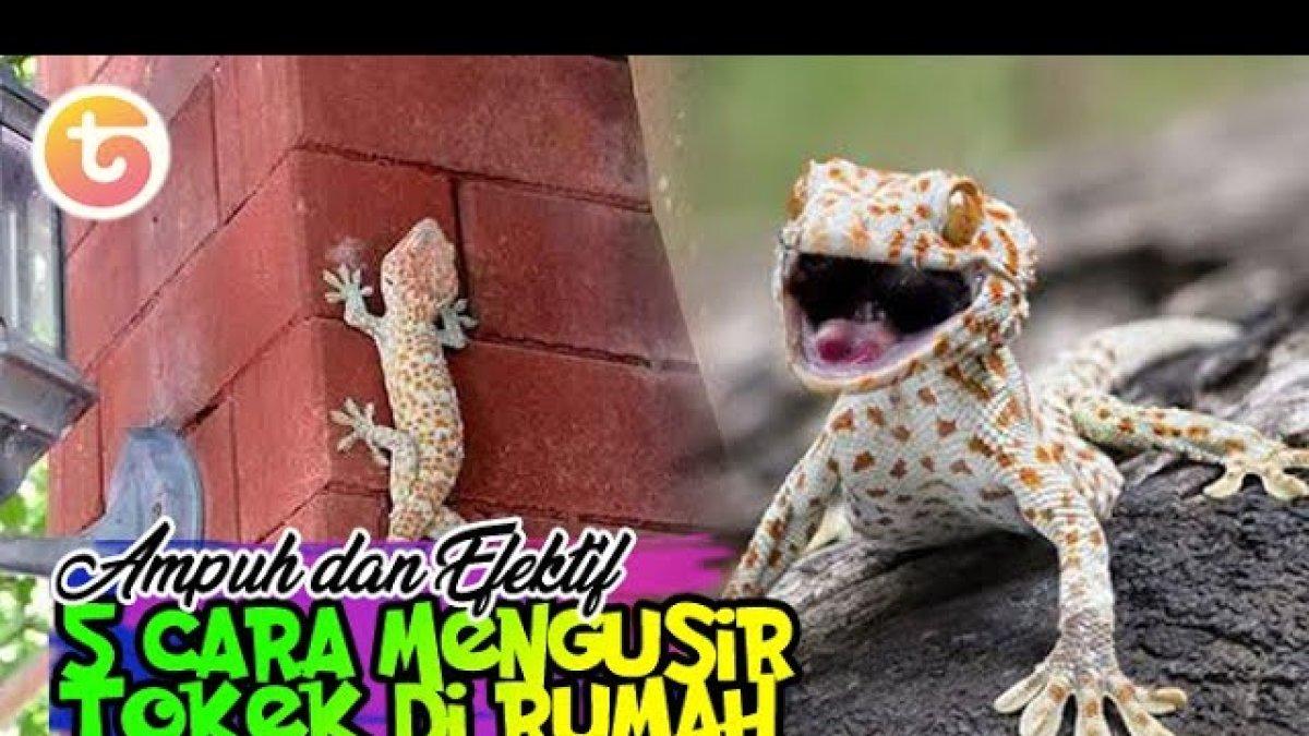 5 Cara Mudah dan Ampuh Mengatasi Tokek yang Masuk ke Rumah, Hati-hati ...