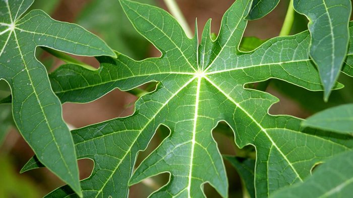 Selain Daun Kemangi, 5 Jenis Daun Ini juga Sering Dijadikan Lalapan ...