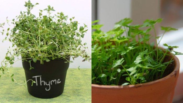 5 Daun-daun Bumbu Rempah yang Dapat Ditanam di Dalam Dapur, Mudah dan ...