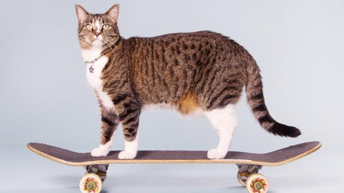 Tak Hanya Manusia, Ternyata Kucing Ini Jago Main Skateboard sampai ...