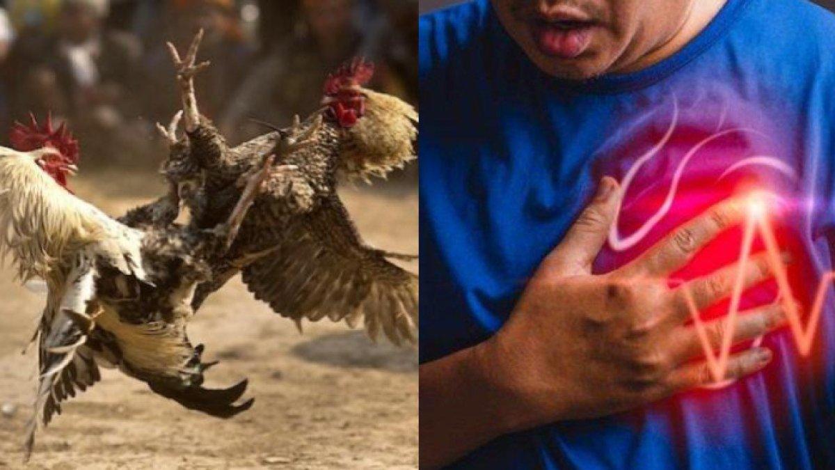 PANIK Digrebek saat Judi Sabung Ayam, Nahas Pria Ini Baru Lari Kena ...