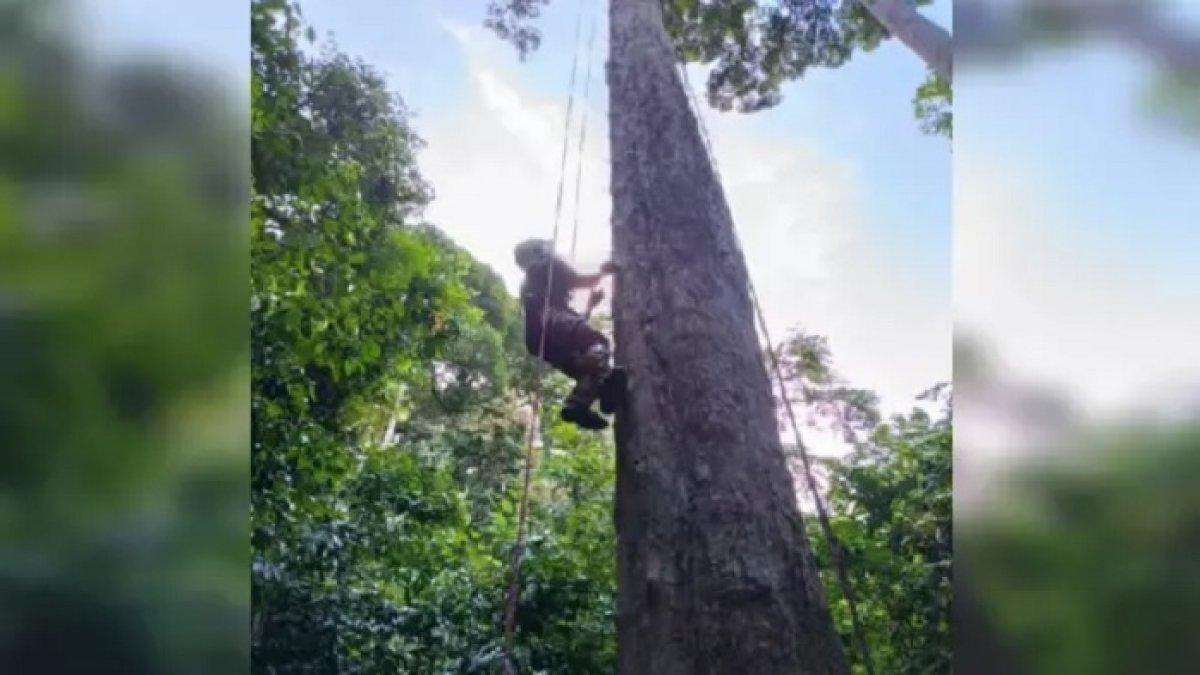 PILU Kakek Pencari Madu Hilang di Hutan, Ternyata Jasadnya Tersangkut di Pohon Setinggi 60 Meter ...