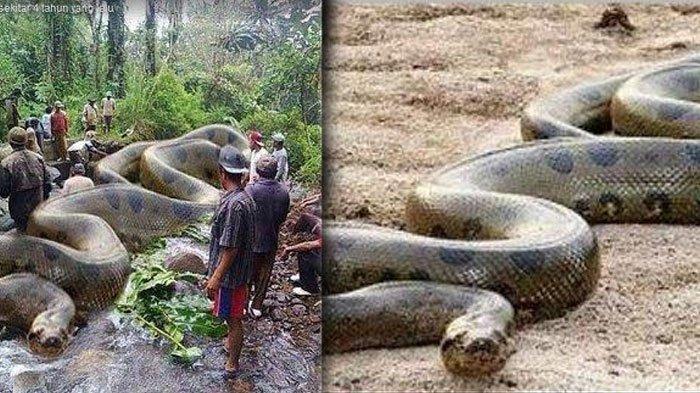 POPULER Viral Postingan Ular Raksasa Dibunuh di Amazon, Fakta Baru ...