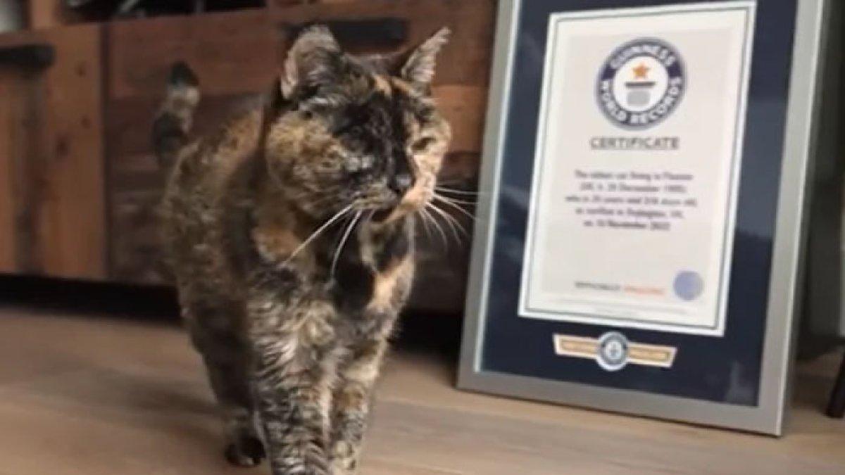 VIRAL Kucing Tertua di Dunia, Umurnya Setara 120 Tahun pada Manusia ...