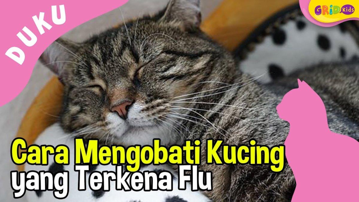 5 Cara Mengobati Kucing Flu Secara Alami Jangan Mandikan Kucing, Beri Madu, Dijamin Sembuh ...