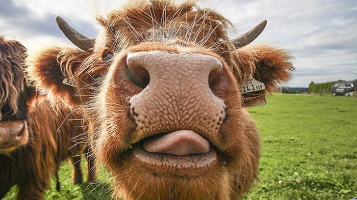 Apa Itu Hewan Ruminansia? Berikut Daftar Hewan yang Termasuk di ...