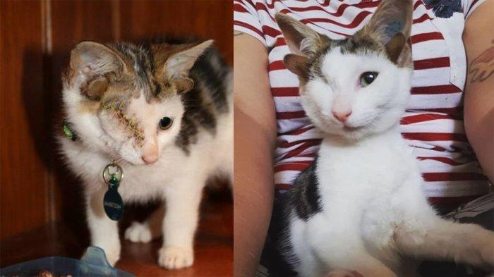 Salah Satu Mata Harus Diangkat, Kucing Bertelinga 4 Bernama ...