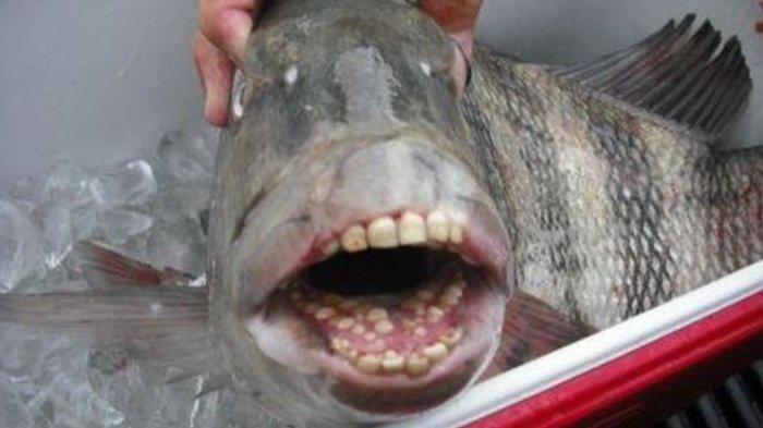 Mengenal Sheepshead, Ikan Bergigi Manusia, Habitat, Cara Hidup hingga ...