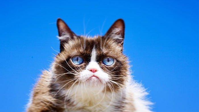 Grumpy Cat, Kucing Cemberut yang Banyak Jadi Meme, Mati Karena ...