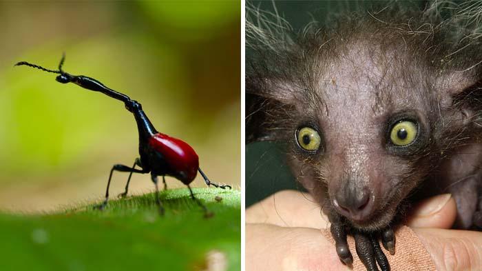 Hewan Unik di Dunia - Selain Aneh, 5 Satwa Langka Ini Mungkin Belum ...