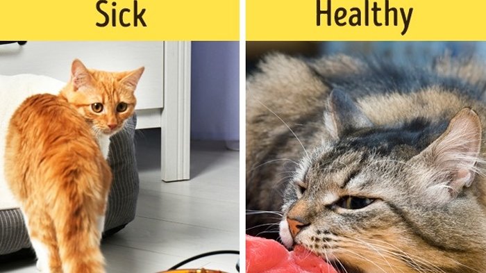 Ini 8 Perbedaan Hewan Sakit & Sehat, Kenali Tandanya, Jika Peliharaanmu ...