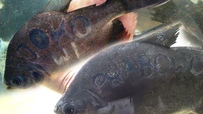 Tubuhnya Ditato Bertuliskan Nama Jokowi dan Prabowo, Ikan-ikan ini ...
