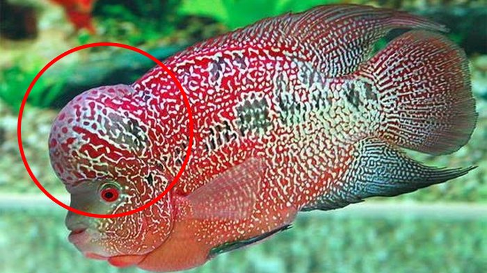 Ternyata Ini Isi Benjolan Louhan, Ikan Hias yang Harganya Setara Mobil ...